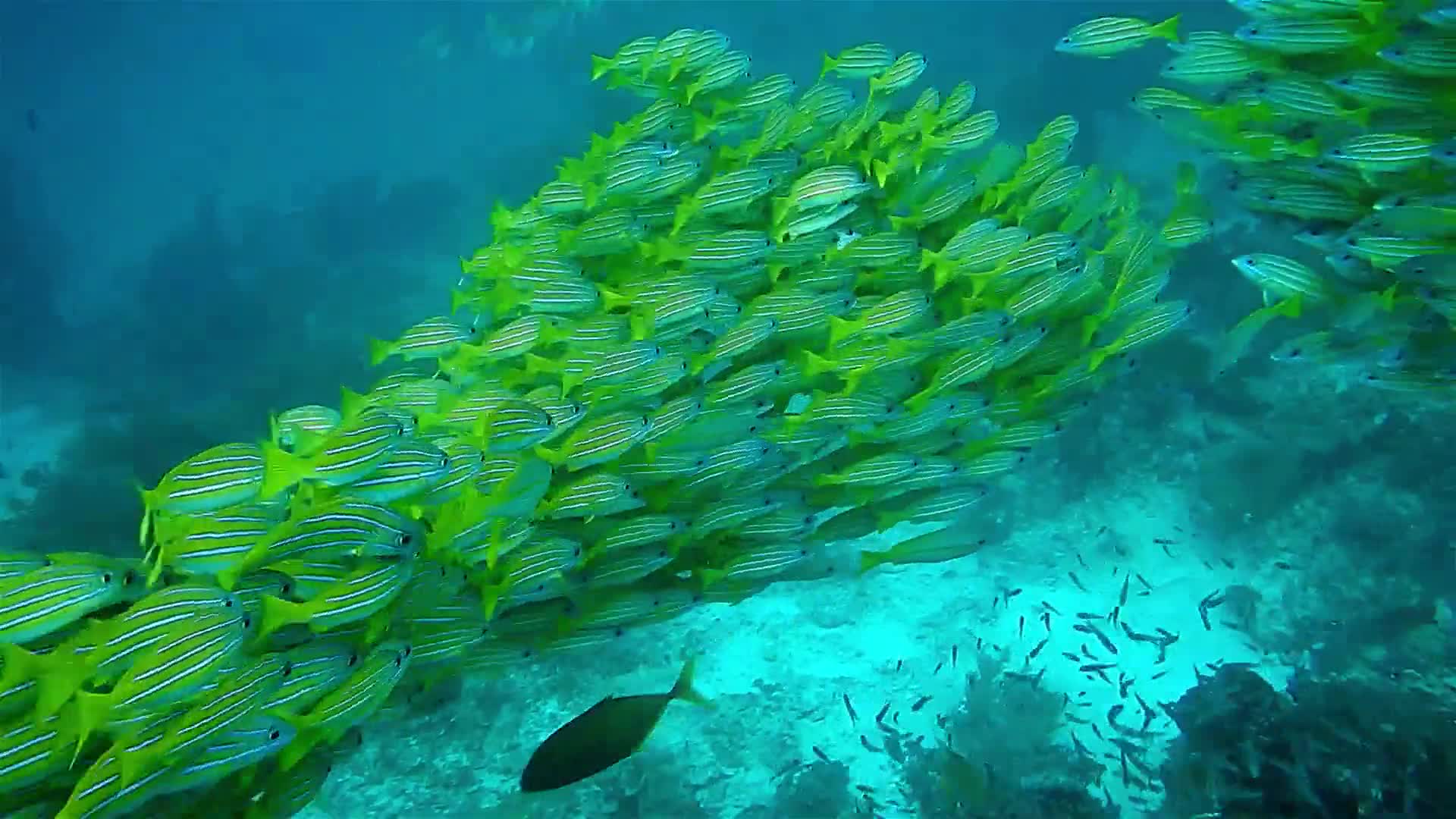 Scoal of fish|beautiful creatures