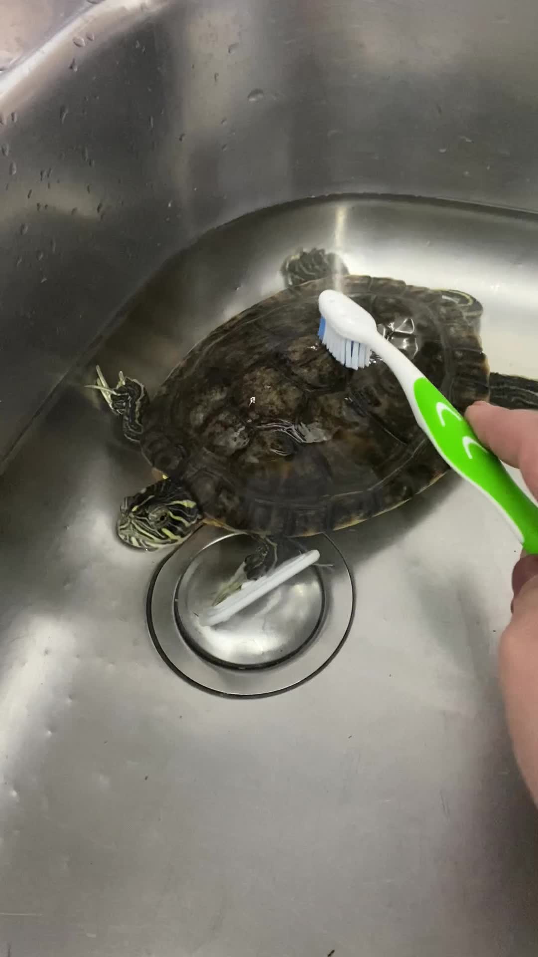 Dancing Turtle Wants an Itch Scratched