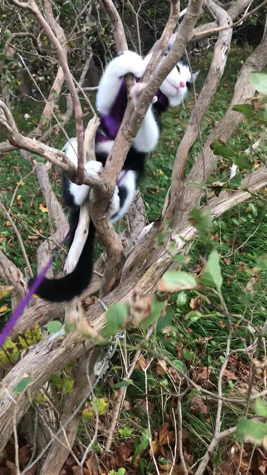 Clumsy Kitten Fails to Climb Tree