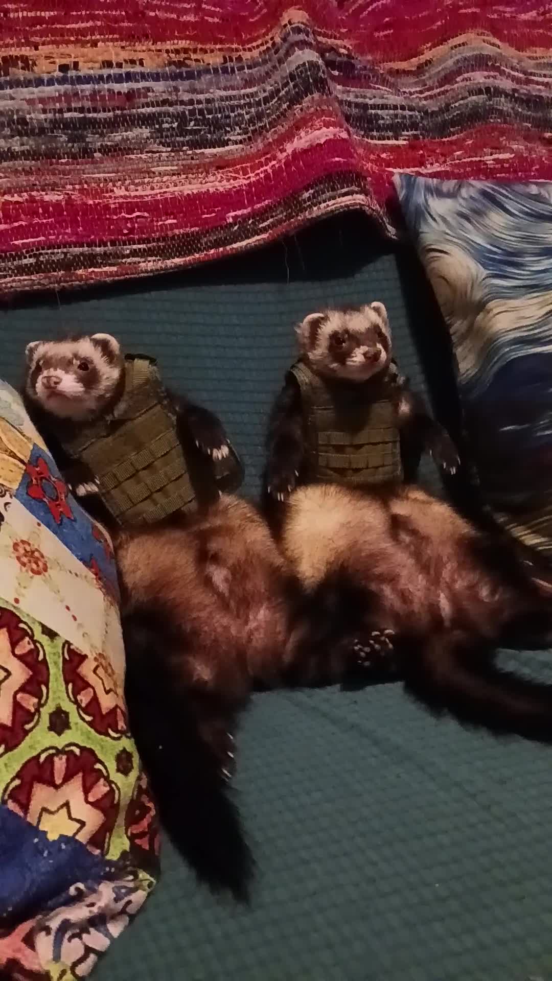 Tactical ferrets ready to deploy!!!
