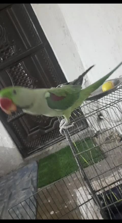 Parrot 🦜🐦 talking about