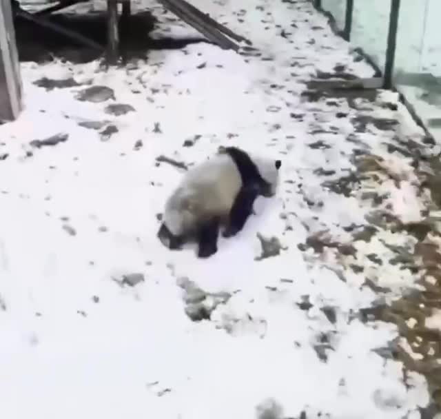 A very pampered panda 🐼