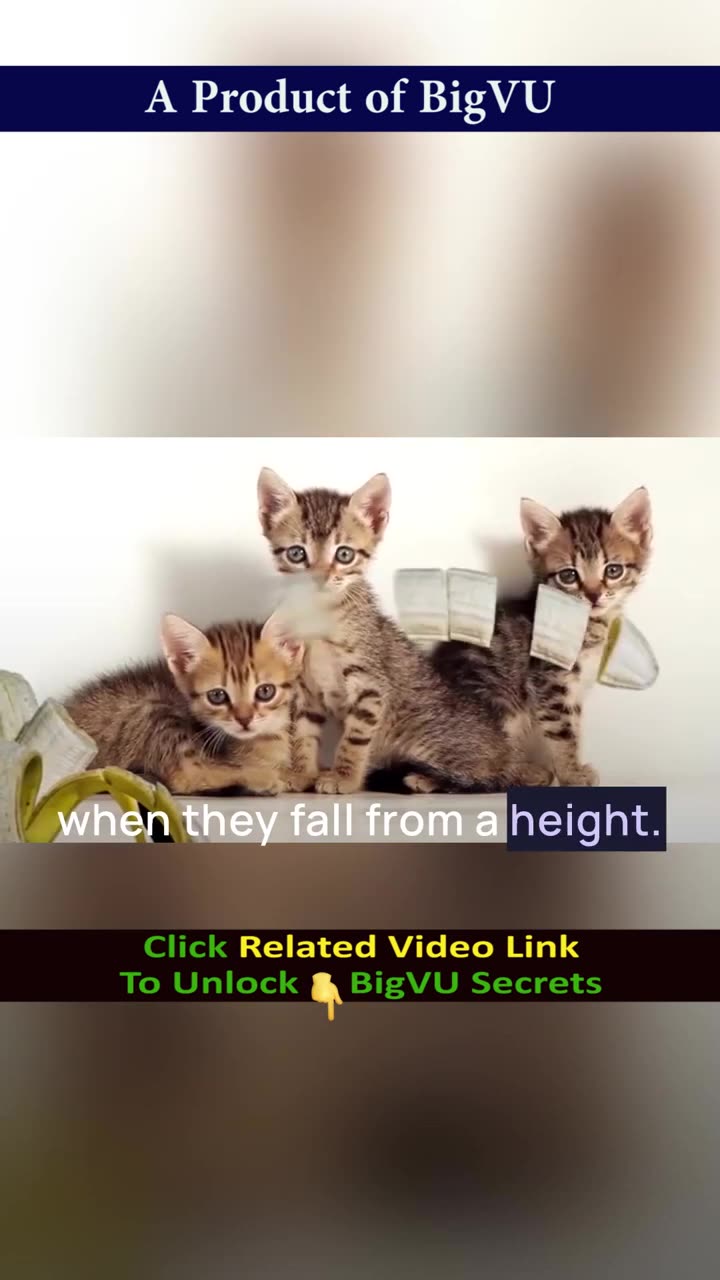 Surprising Facts about Cats