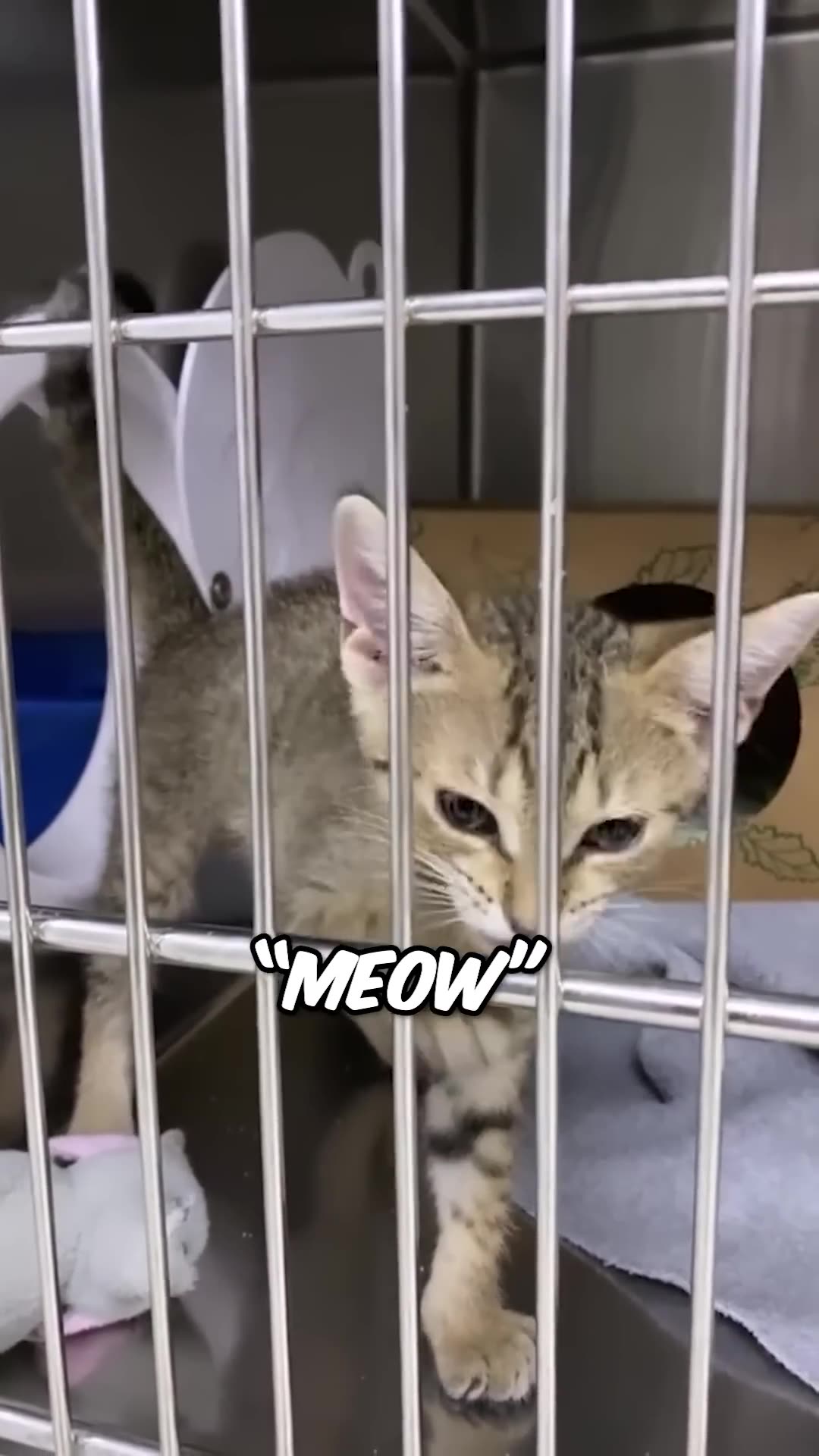 This cat has one of the best meows of all time🐈