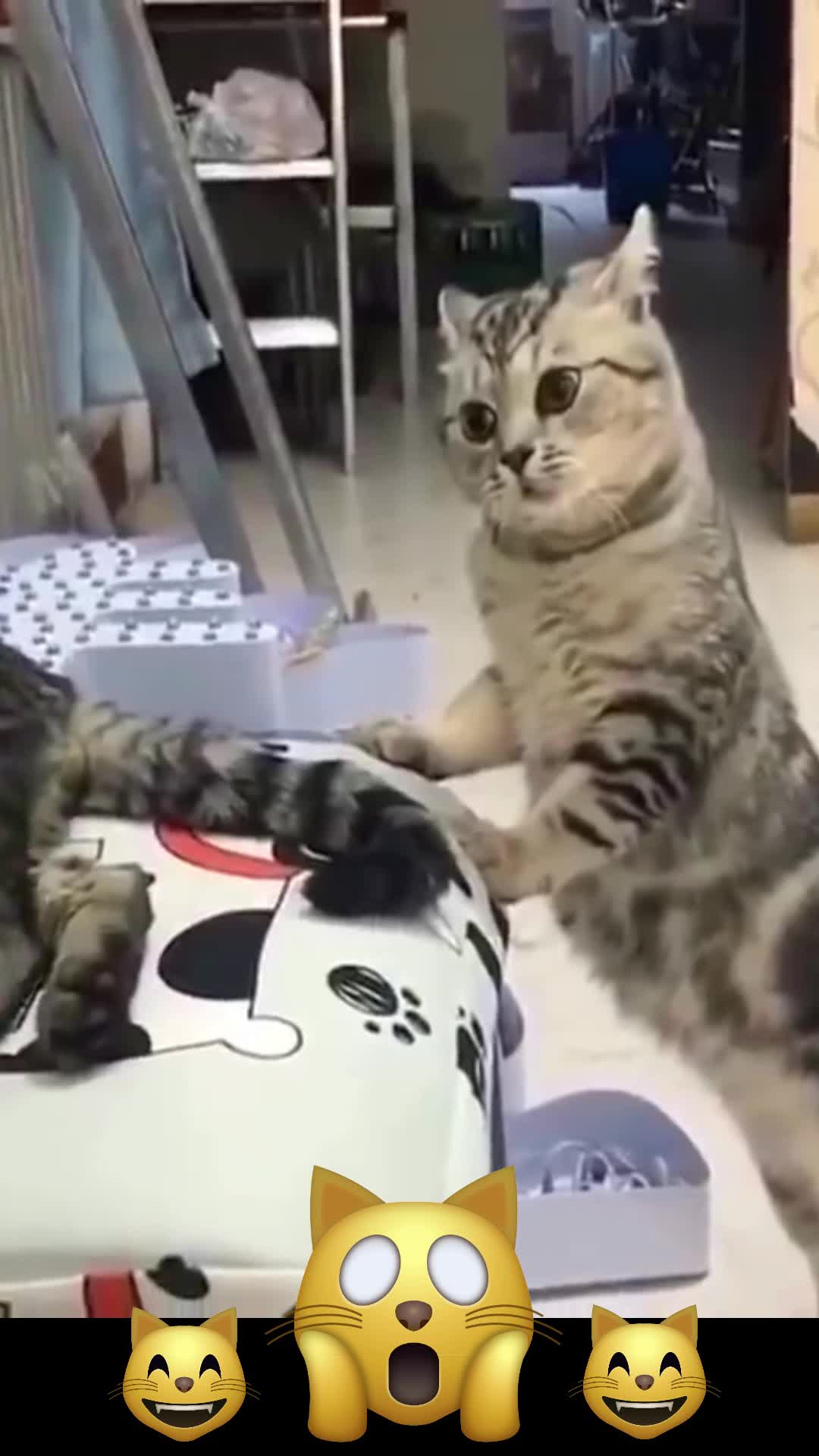 Angry cat shouting on another cat