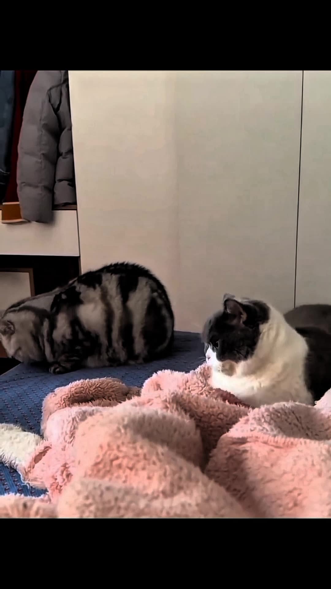 Watch What This Hilarious " Funny Cat Fails You Can't Stop Watching ...