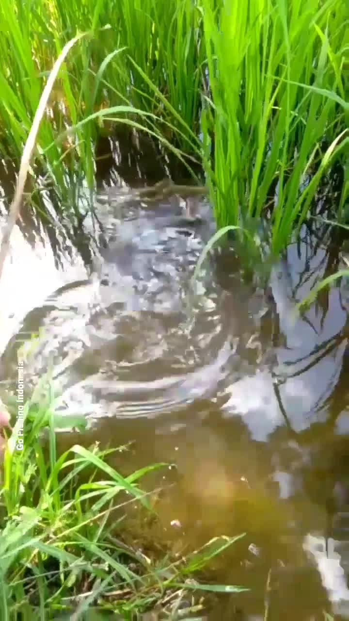This is a beautiful and charming water-dwelling species