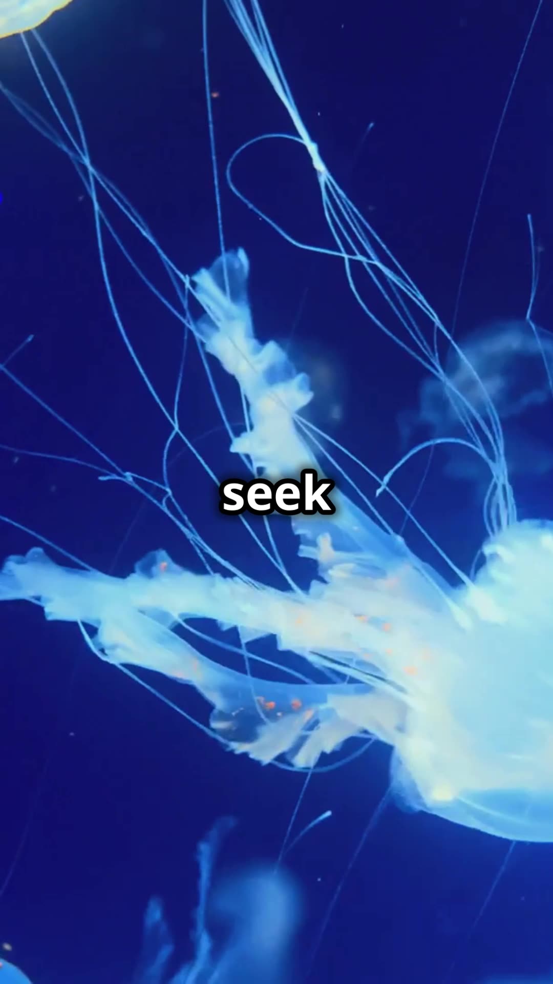 Box Jellyfish The Ocean’s Most Venomous Predator 🌊