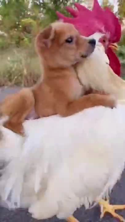 puppy riding chicken