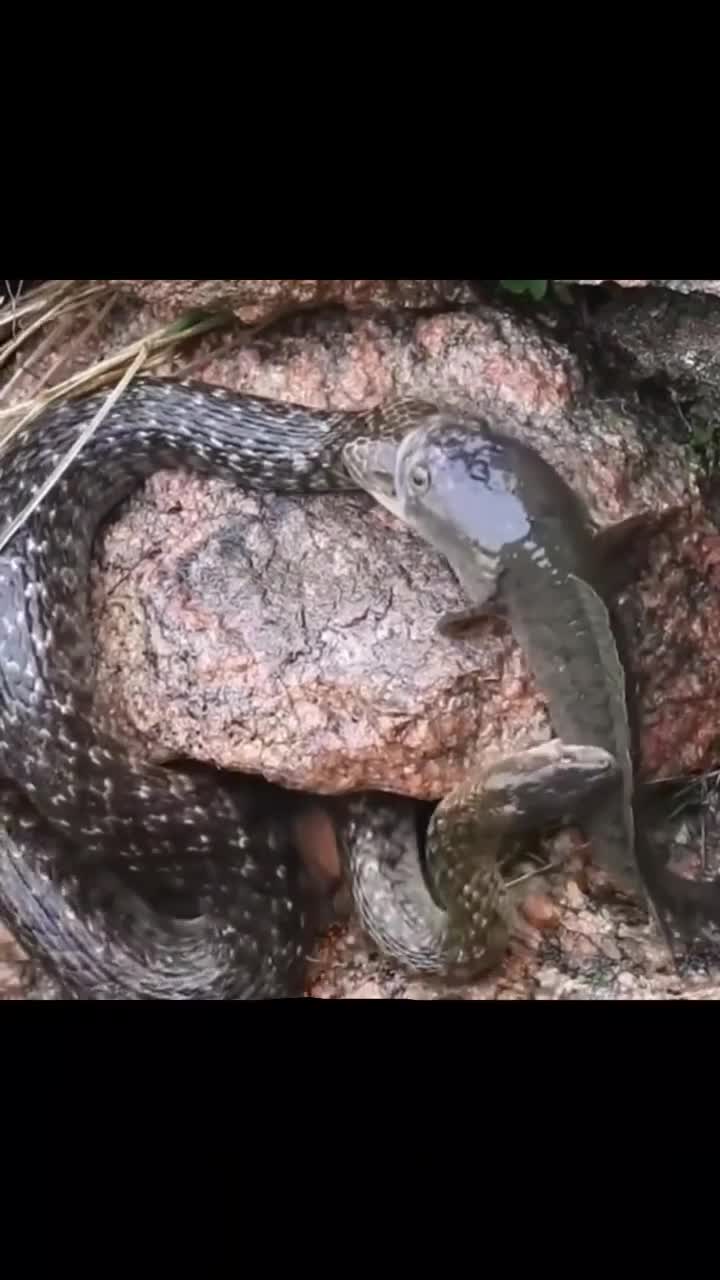This is a beautiful and charming water-dwelling species