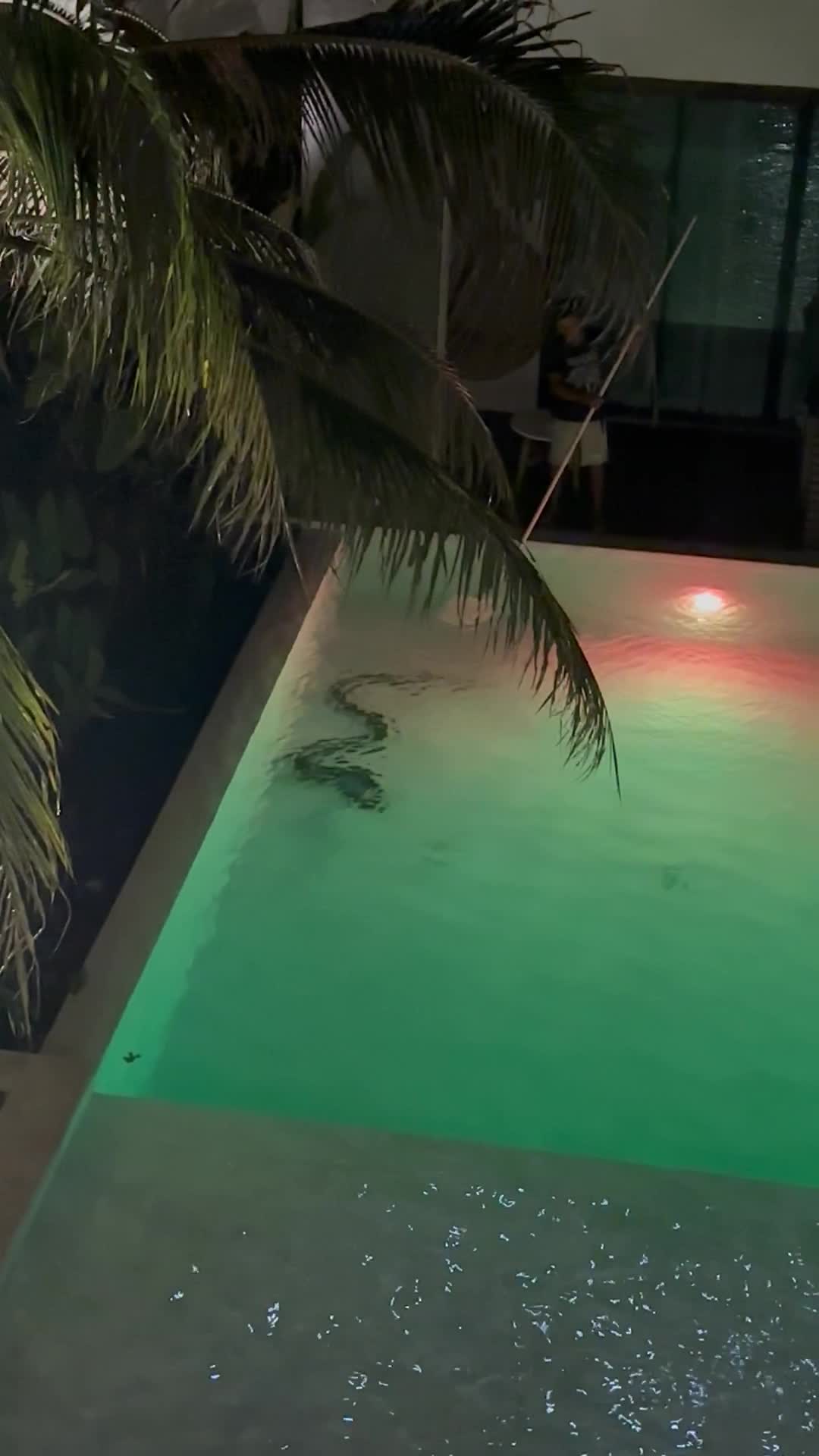 Giant Snake in the Pool