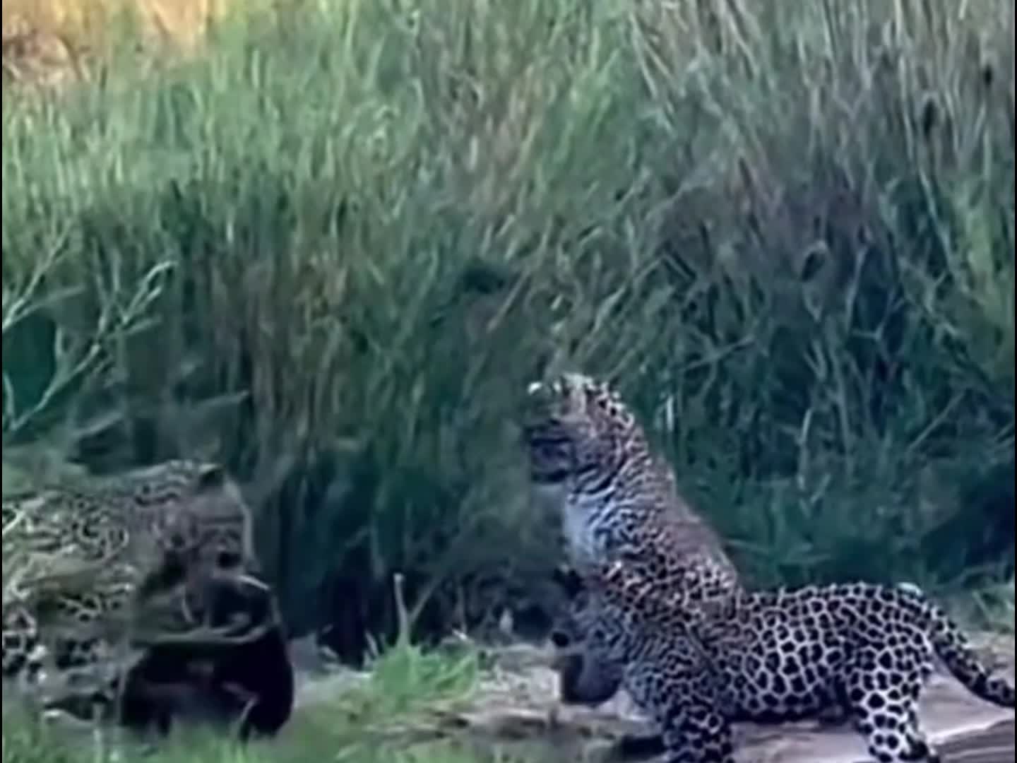 Do you know what the animal was that scared these three leopards?