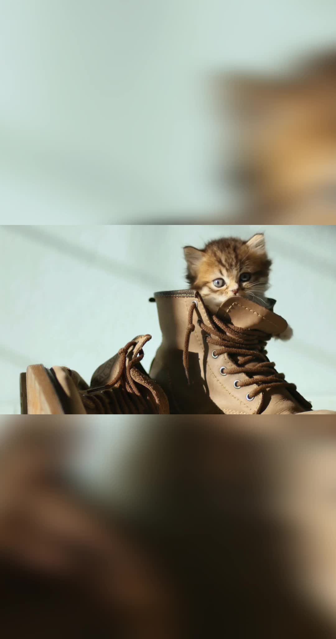 Dog V/S Cat Ven Cat dog Funniest Animals - Best Of The 2021 Funny ...