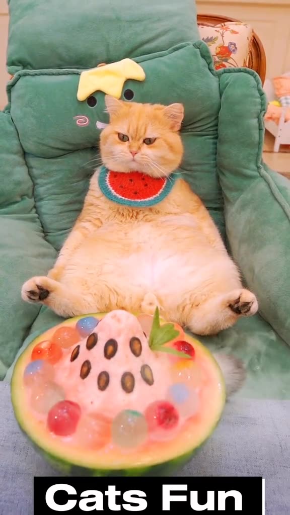 Funny Cat Viral On All Social Media Platforms Funnycat Cat Viralcat