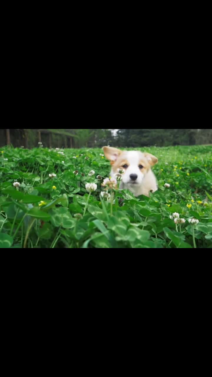 Funny Cute Puppy 🐶 Jumping Through Clover 🥰 and grass