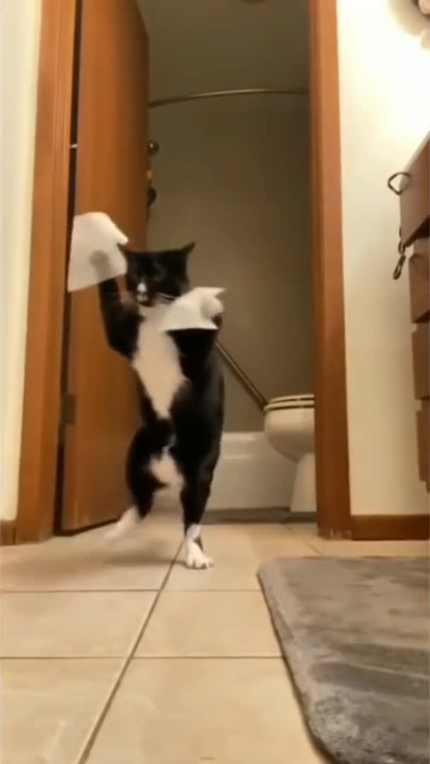 Cat standing on 2 feet
