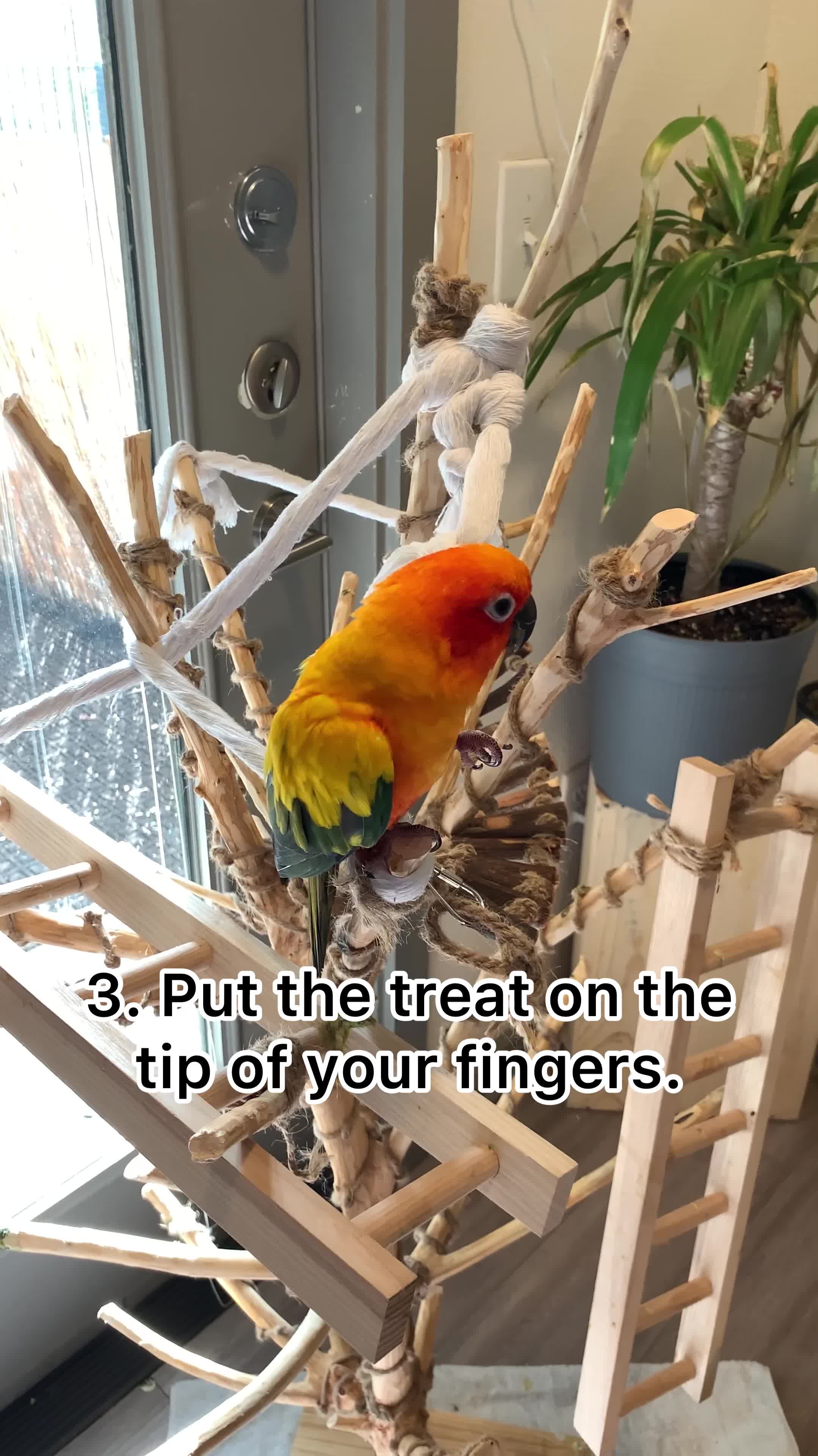 How to teach your bird to trust hands!
