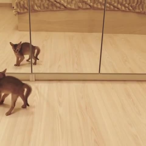 Cat vs. Mirrors Funny Cats Reaction With Mirrors
