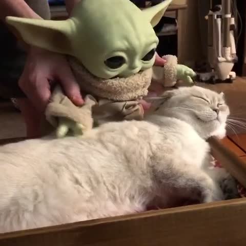 Baby Yoda loves his kitty
