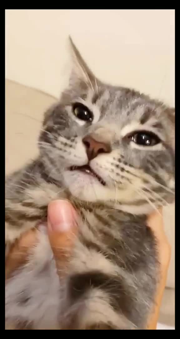 Funny Dogs of TikTok Compilation ~ Cutest Puppies TIK TOK