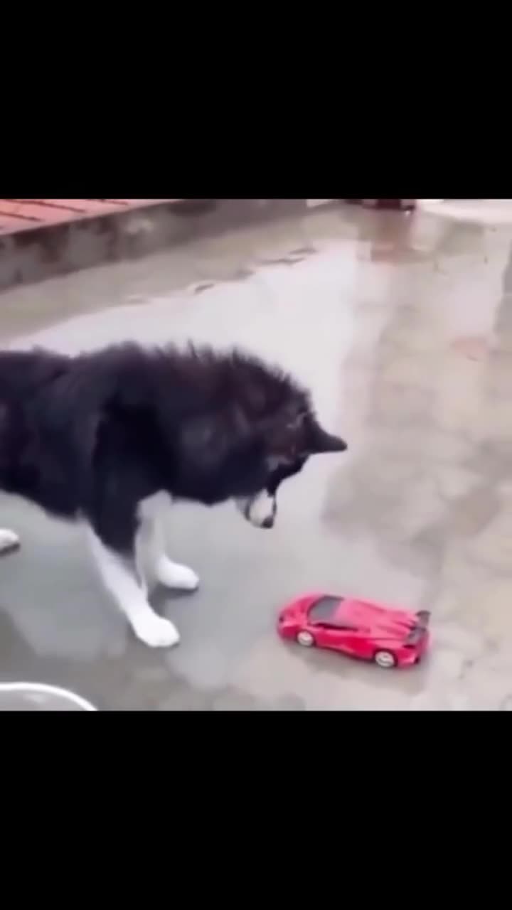 Hilarious Funny Animal Clips That Will Make You Laugh Out Loud! 😂🐾