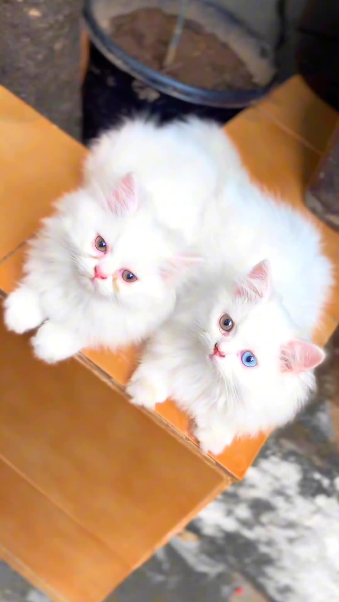 Unbelievable eyes of cats am seen and and shocked😱😱😱😱 you seen teel me ...