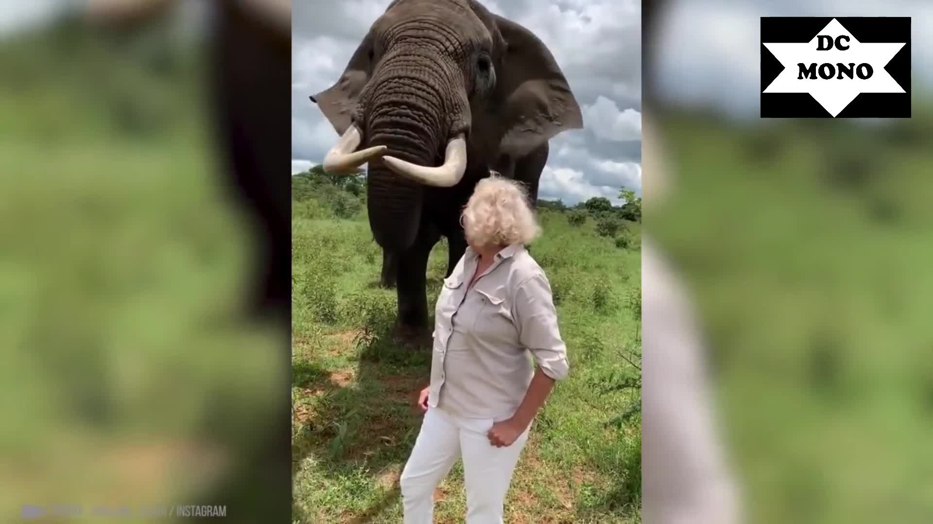 This Alligator Received An 860 Watt Electric Shock! Animals That Can ...