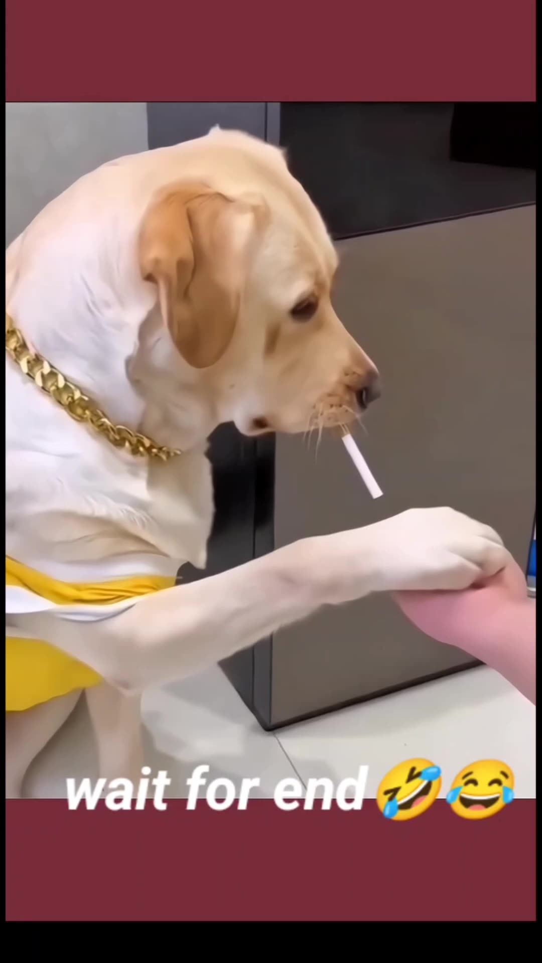 "Ultimate Meme Showdown: Dog vs. Cat in a Hilarious Battle!"