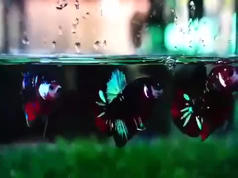 Beta Fish