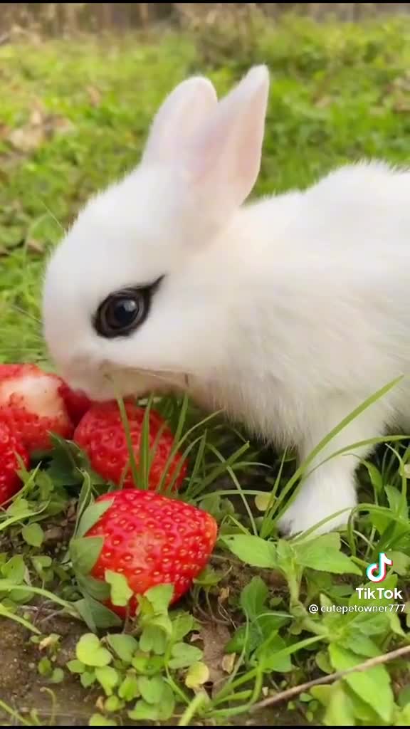 Cute Rabbit Playing