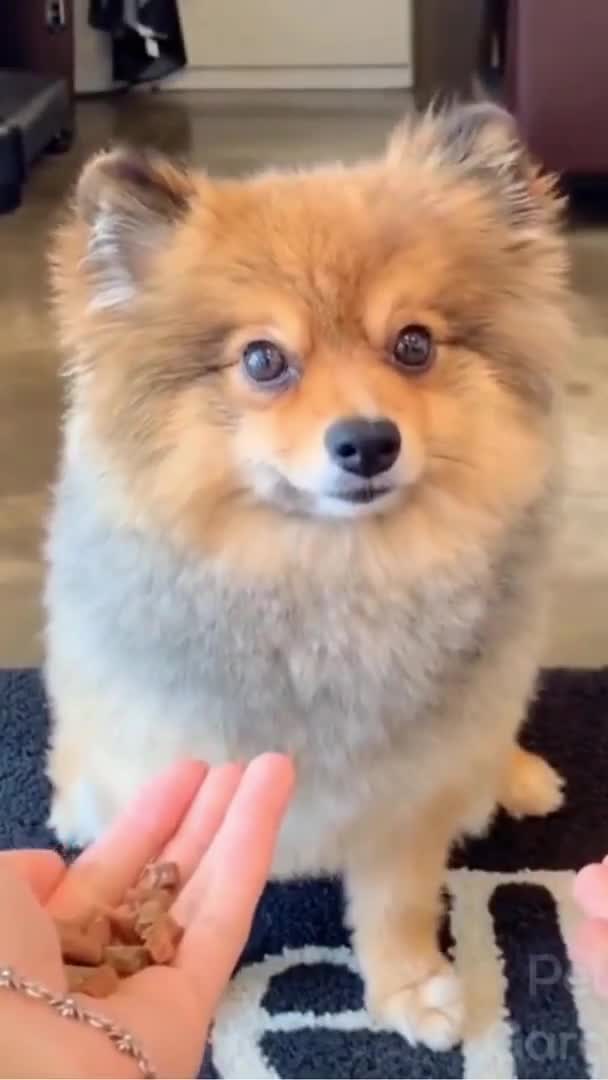 Rescue dogs, Playing with owners