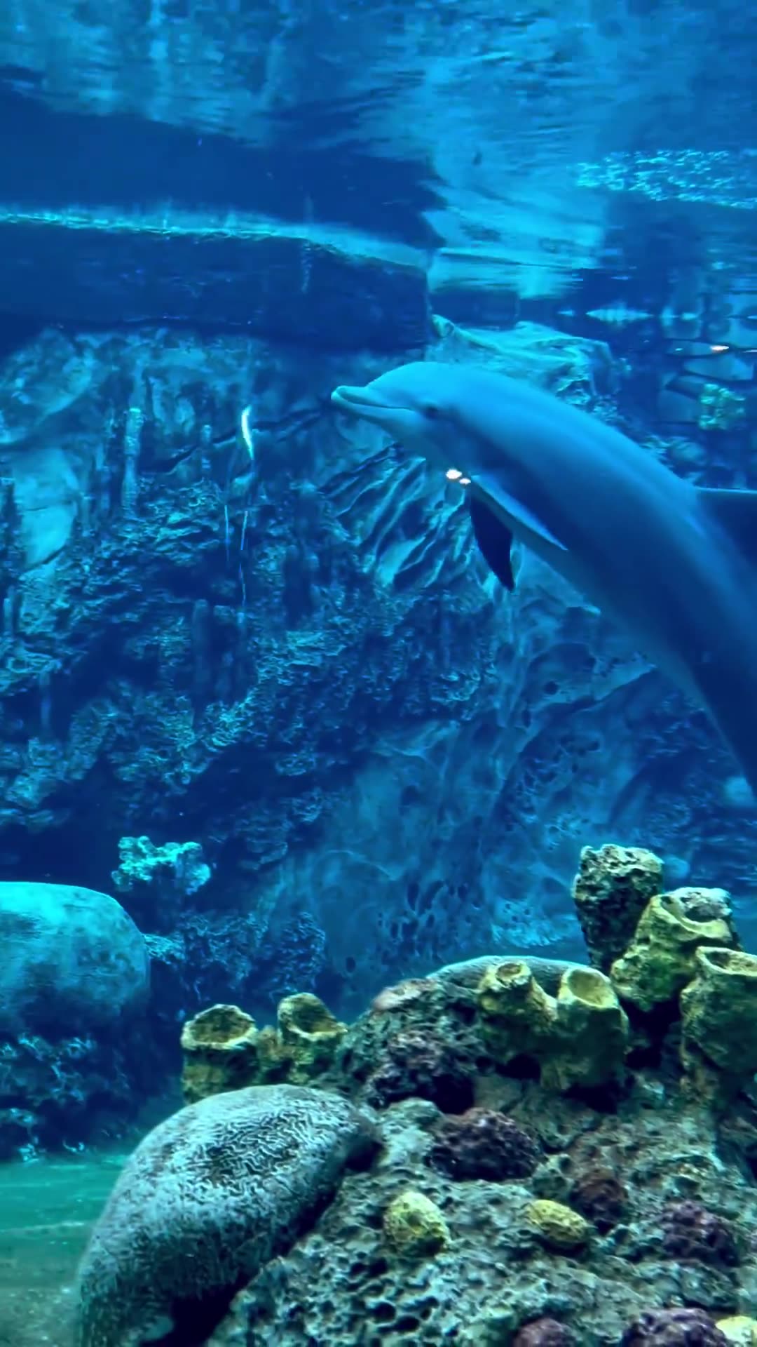 Dolphin demonstrating water bending skills by creating vortex rings