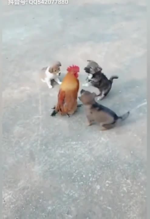 Chicken VS Dog Fight - Funny Dog Fight Videos