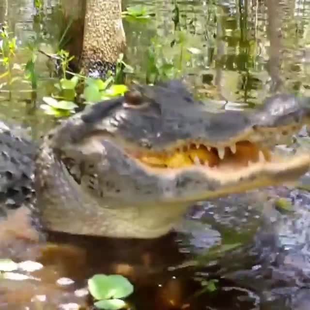 Alligator Apples is what we call them. Bitter but make good jam.
