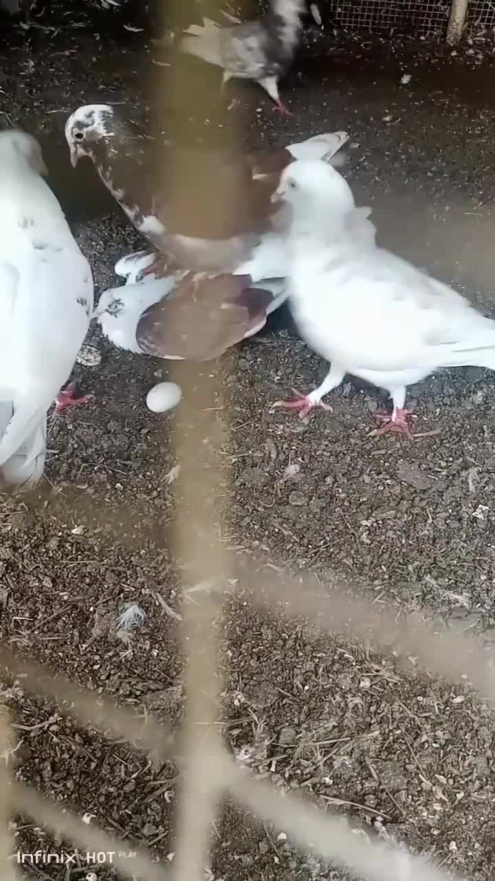 status viral hog viral TikTok video viral hog #shorts #viral #pigeon #india