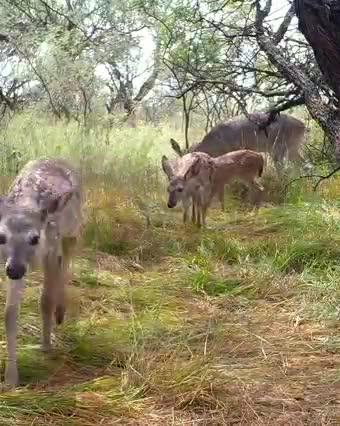 Ultimate Wild Animals Collection in 8K ULTRA HD / 8K TV