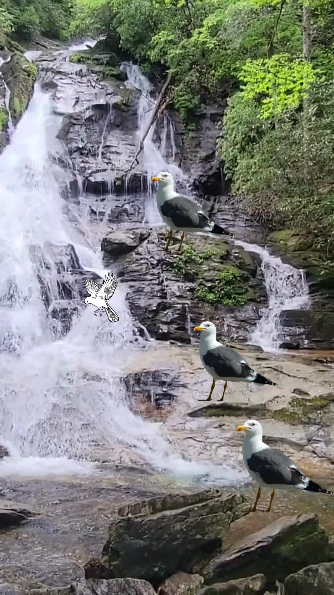 #Guess the picture#guess the guess#how many pictures of birds in the video