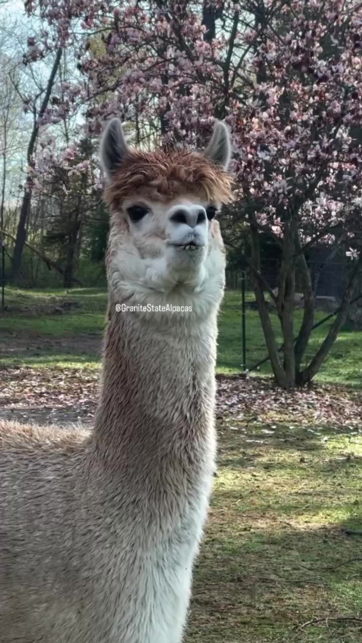 Melody demonstrates 🤣what an alpaca alarm call sounds like!