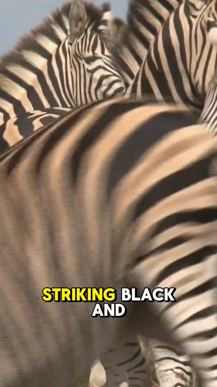 All About Zebras and Zebra Species: Fun Facts About Zebras & Parrots ...