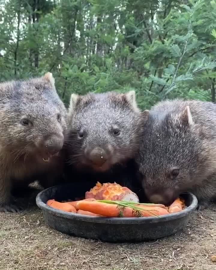 Wombat family
