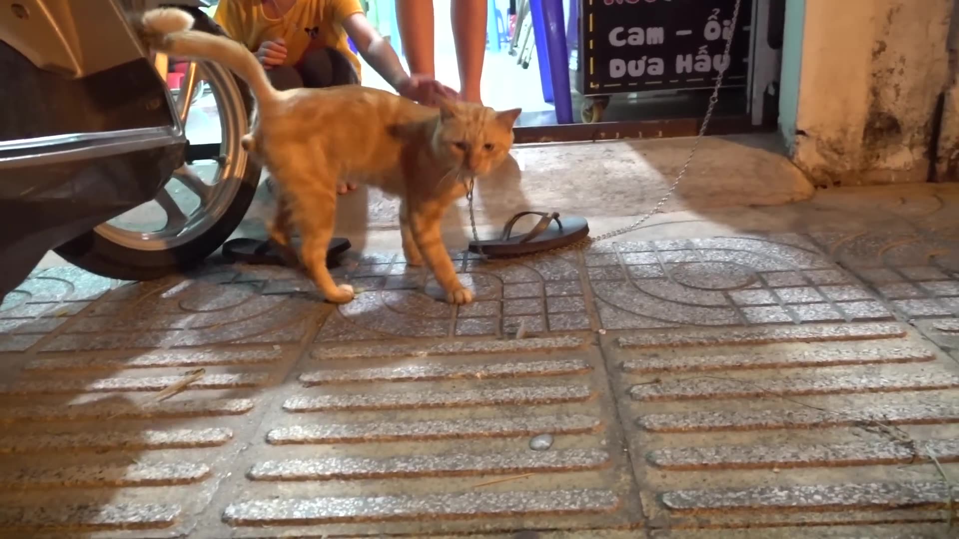 How Cats React When Seeing Stranger 1st Time - Running or Being ...