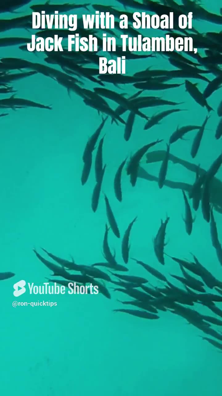 🐟 Diving with a Shoal of Jack Fish in Tulamben, Bali 🌊