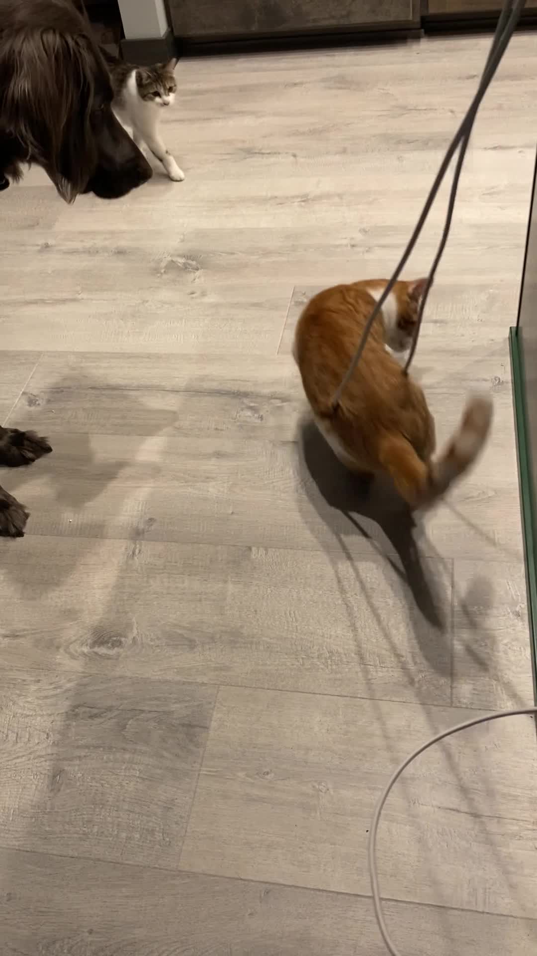 Playful Cat Gets Stuck in Computer Cord