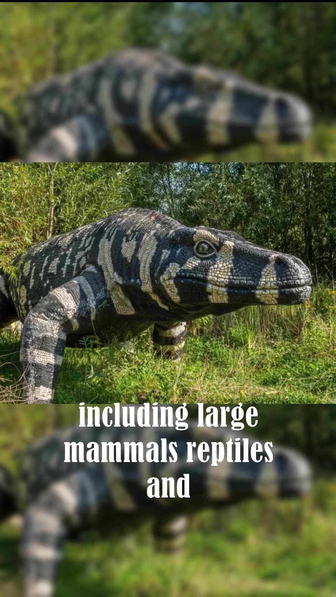 How The Megalania Was A Giant Lizard!