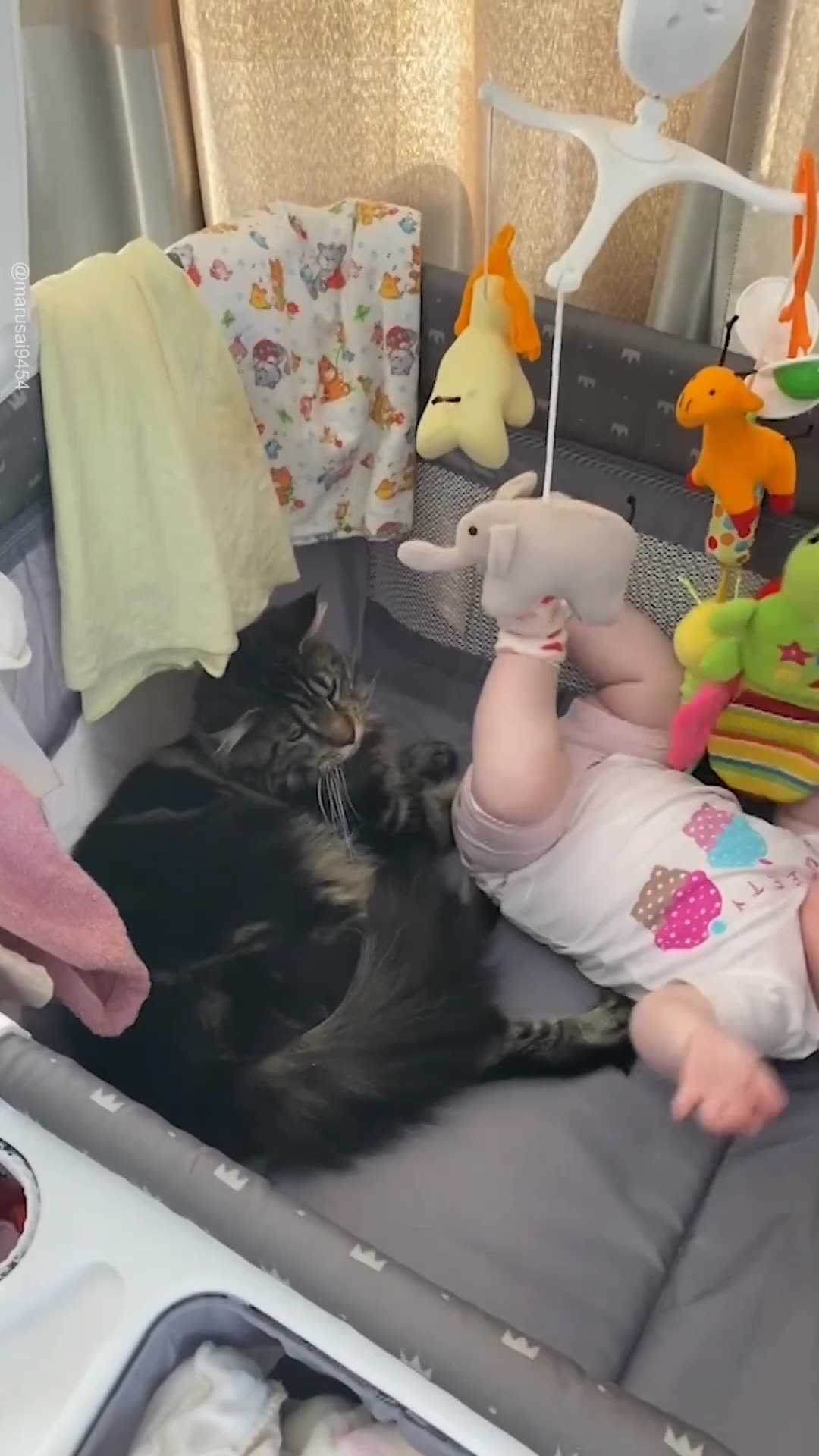 Feline Follies: Whisker-tickling Cat Capers