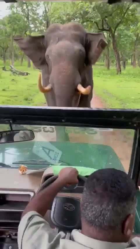 Eliphant run eliphant action jungle eliphant angry with tourists vehicle