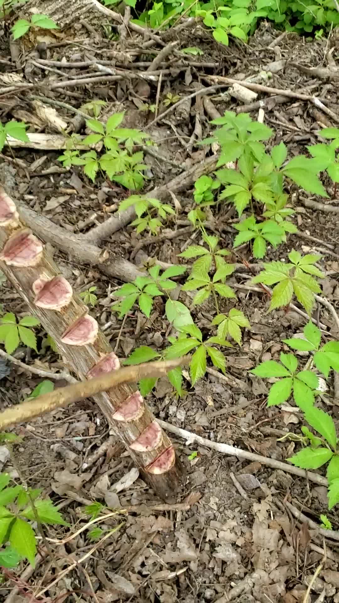 Man Tests Out Old Worm Calling Stick Technique