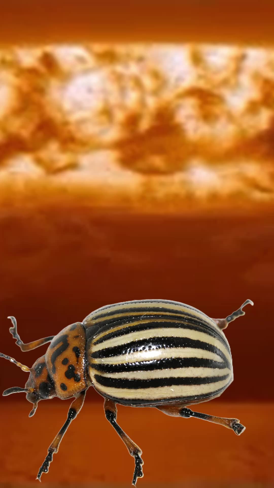 The Insects That Almost Caused World War III #insect