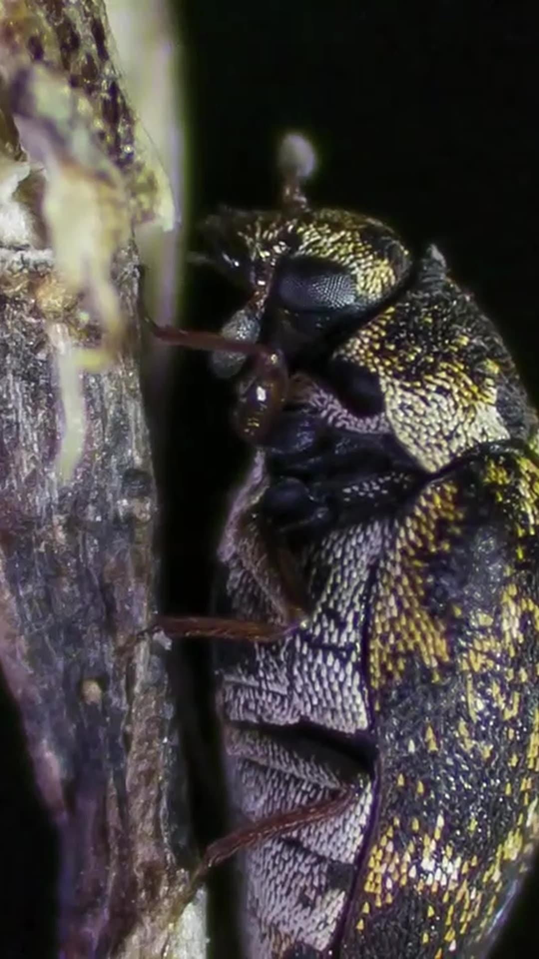 A Look At The Destructive Museum Beetle #insect #insectdiversity