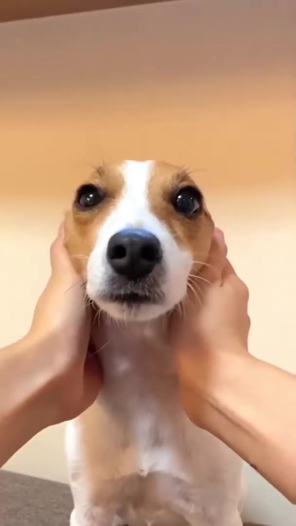 Windows Sound Meme with Dog!!!